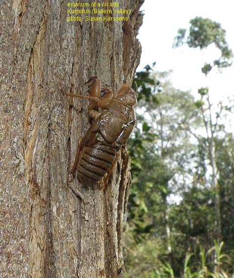 Papua Insects Foundation (Hemiptera/Cicadidae & Tibicinidae)